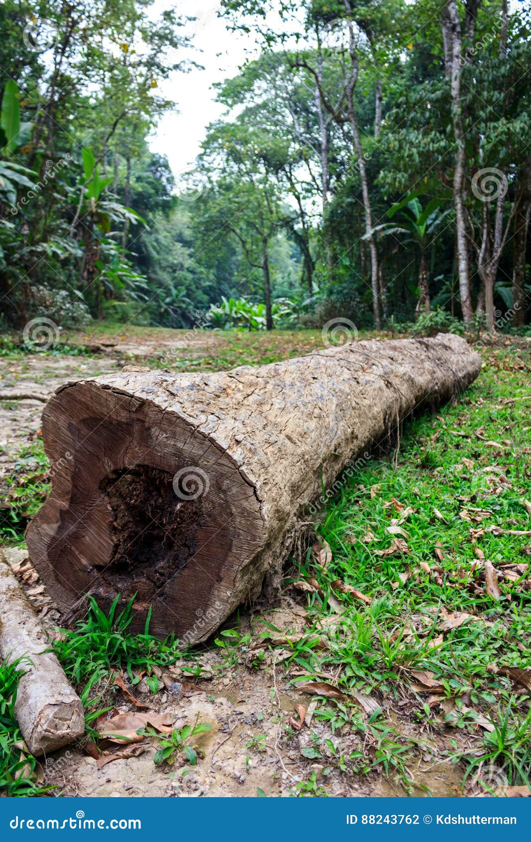 The Trunk of a Fallen Tree in a Green Forest. Stock Photo - Image of ...