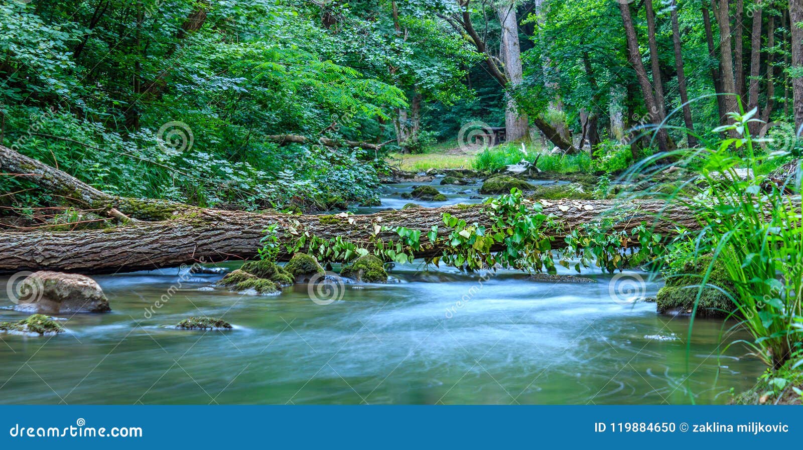 The Trunk of a Fallen Tree with Leaves on it Across the River W Stock ...