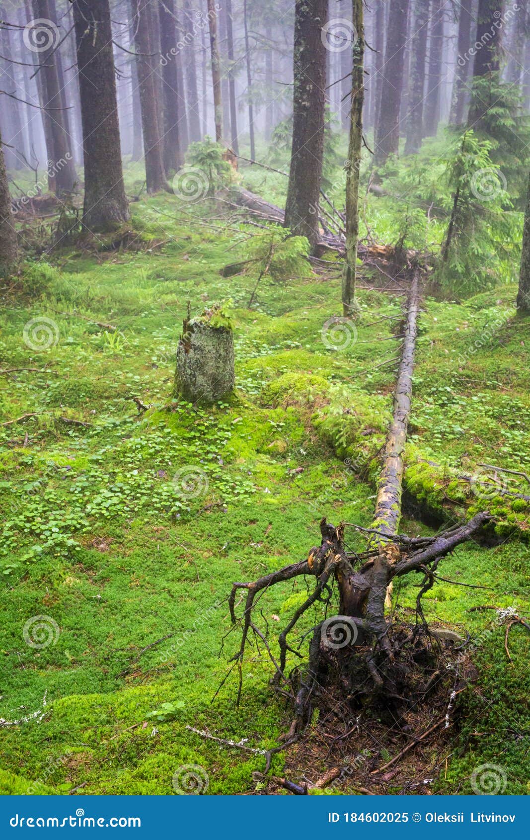 Trunk of a Fallen Tree with Roots Sticking Out of the Ground among Moss ...