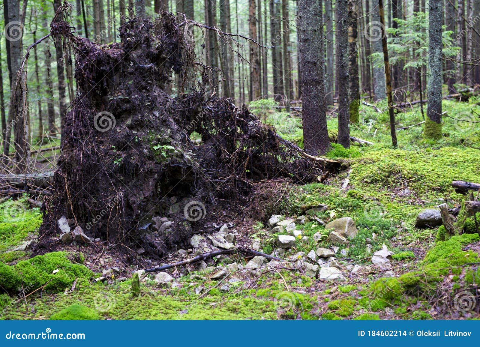 Trunk of a Fallen Tree with Roots Sticking Out of the Ground among Moss ...