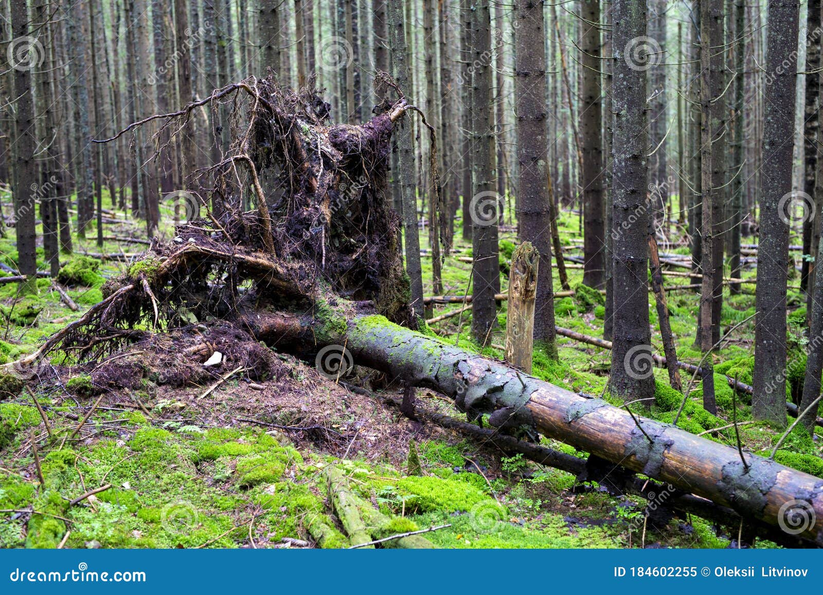 Trunk of a Fallen Tree with Roots Sticking Out of the Ground among Moss ...
