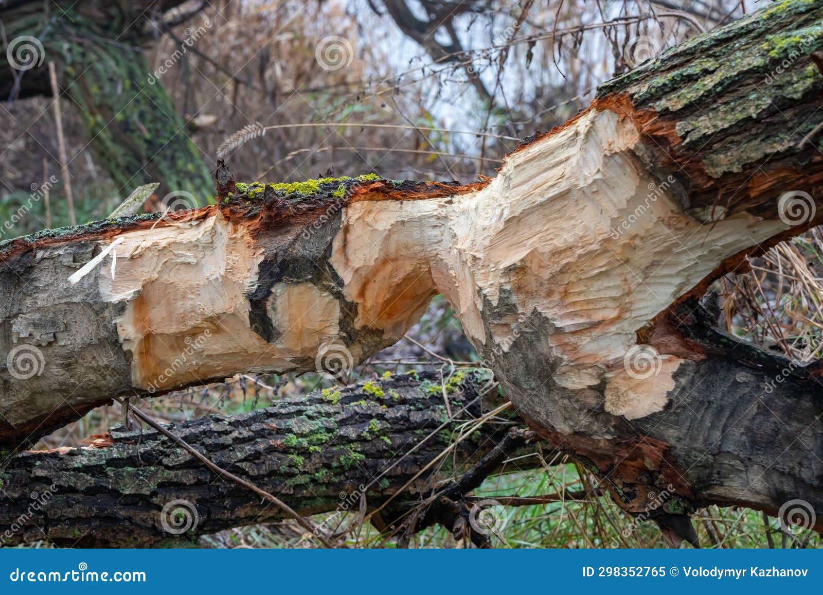 The Trunk of a Fallen Tree Was Chewed by a Beaver. Animal Teeth Marks ...