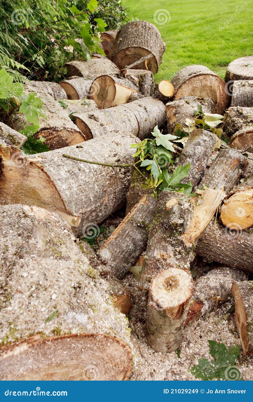 Trunk of felled tree stock image. Image of yard, firewood - 21029249