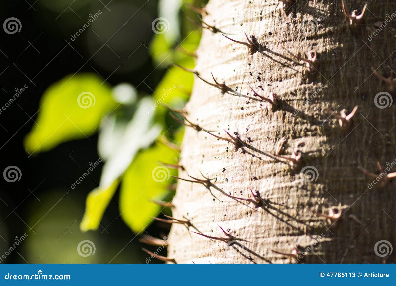 Trunk stock image. Image of figs, light, spikes, tree - 47786113