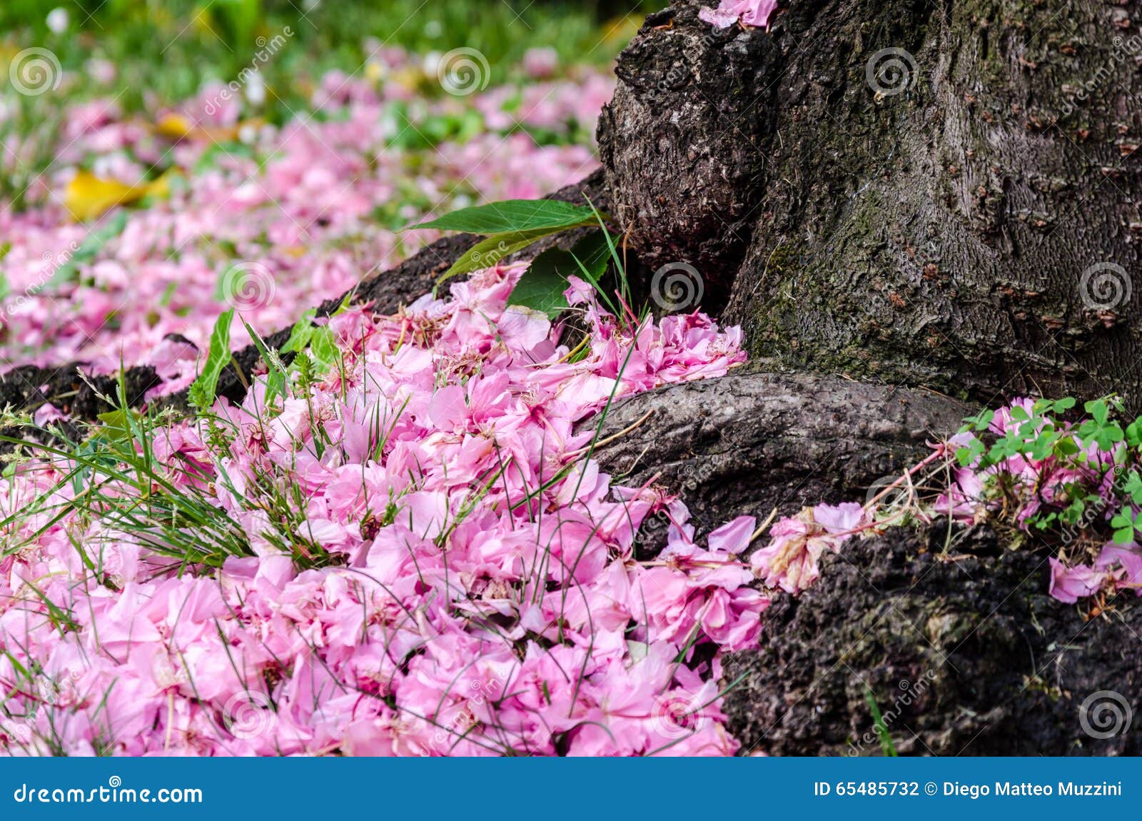 Trunk and flowers stock photo. Image of macro, full, ground - 65485732
