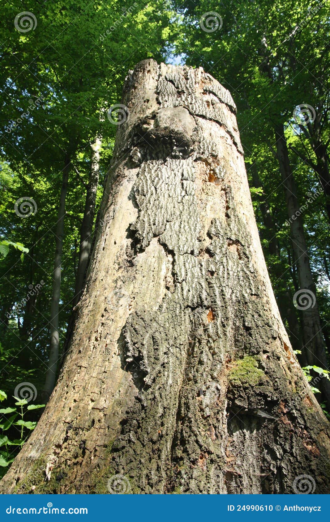 Trunk in forest stock photo. Image of rough, natural - 24990610
