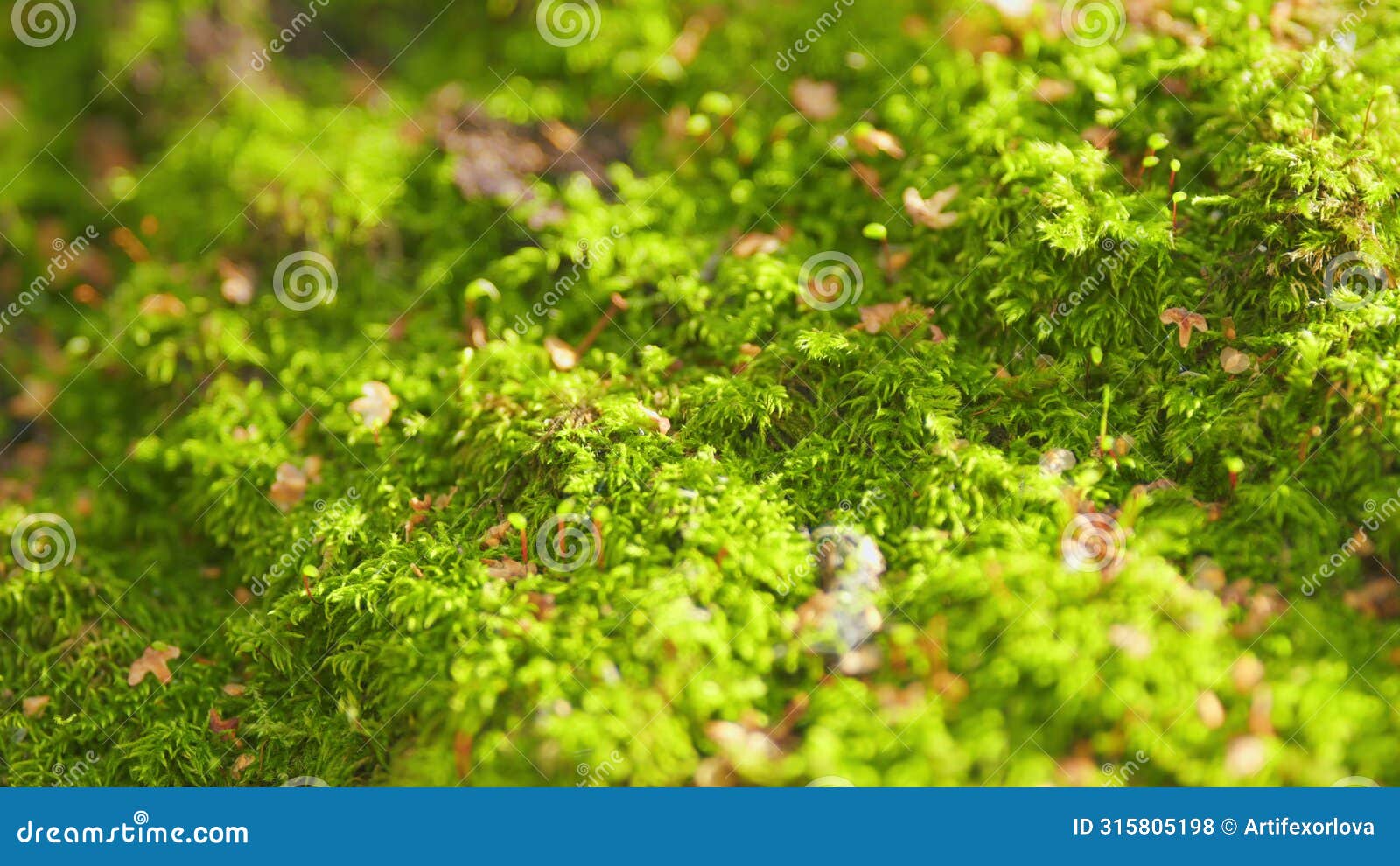 Trunk Full of Moss Texture in Nature. Green Moss on a Big Tree in ...