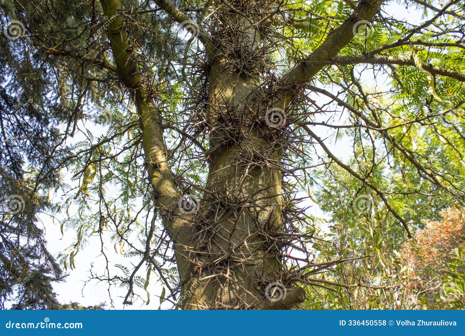 Spines Gleditsia Triacanthos Royalty-Free Stock Photo | CartoonDealer ...