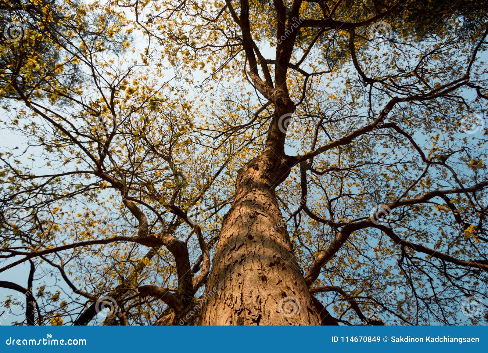 Trunk Of Golden Bamboo Royalty-Free Stock Photography | CartoonDealer ...