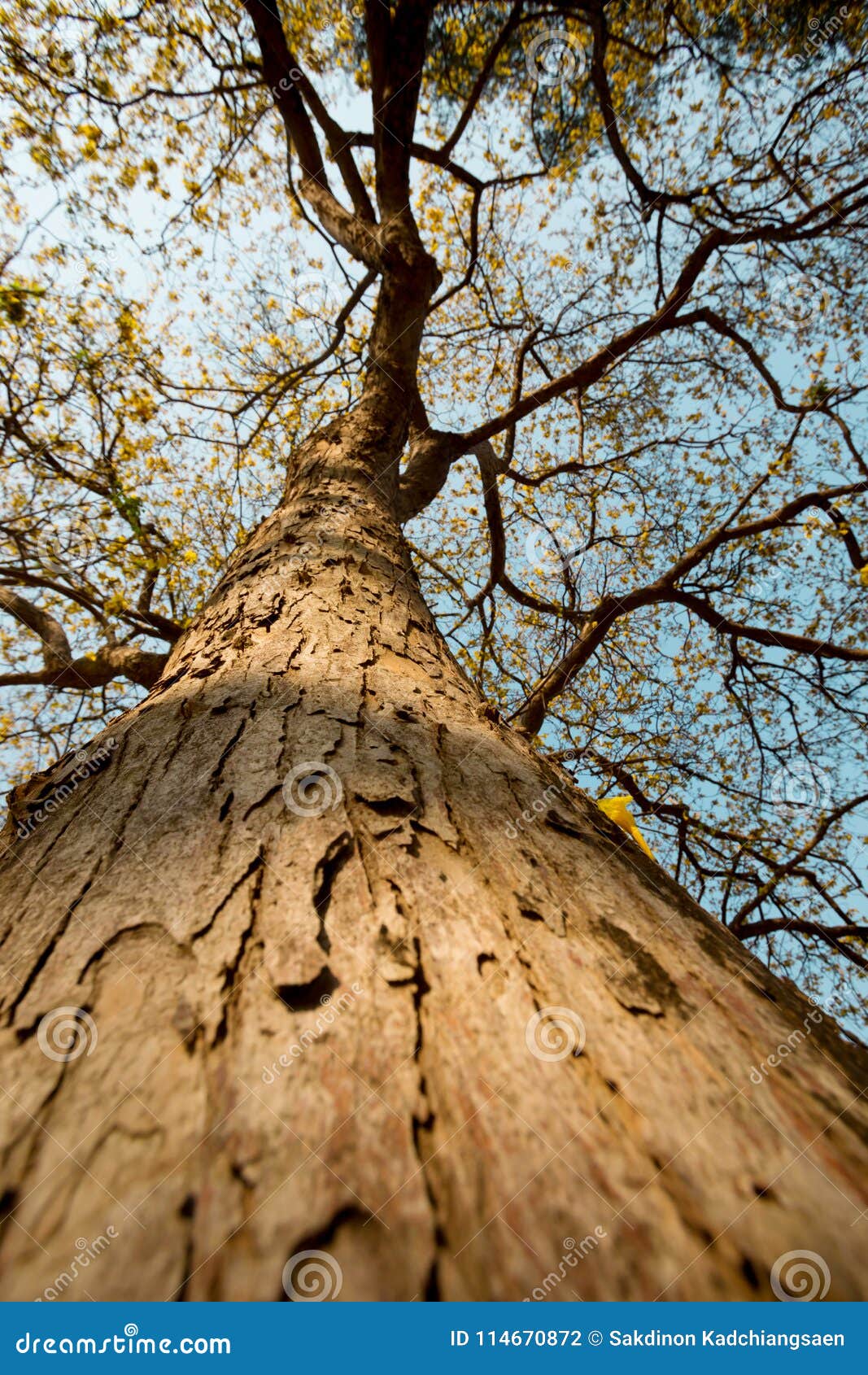Trunk Of Golden Bamboo Royalty-Free Stock Photography | CartoonDealer ...