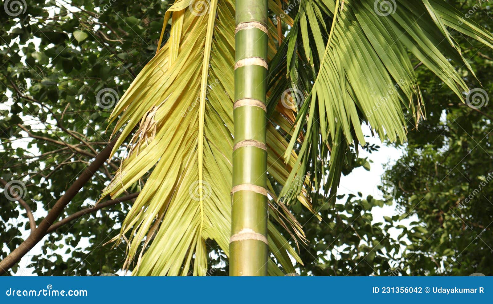 The Trunk of the Gourd Tree and Its Lines Stock Photo - Image of leaf ...