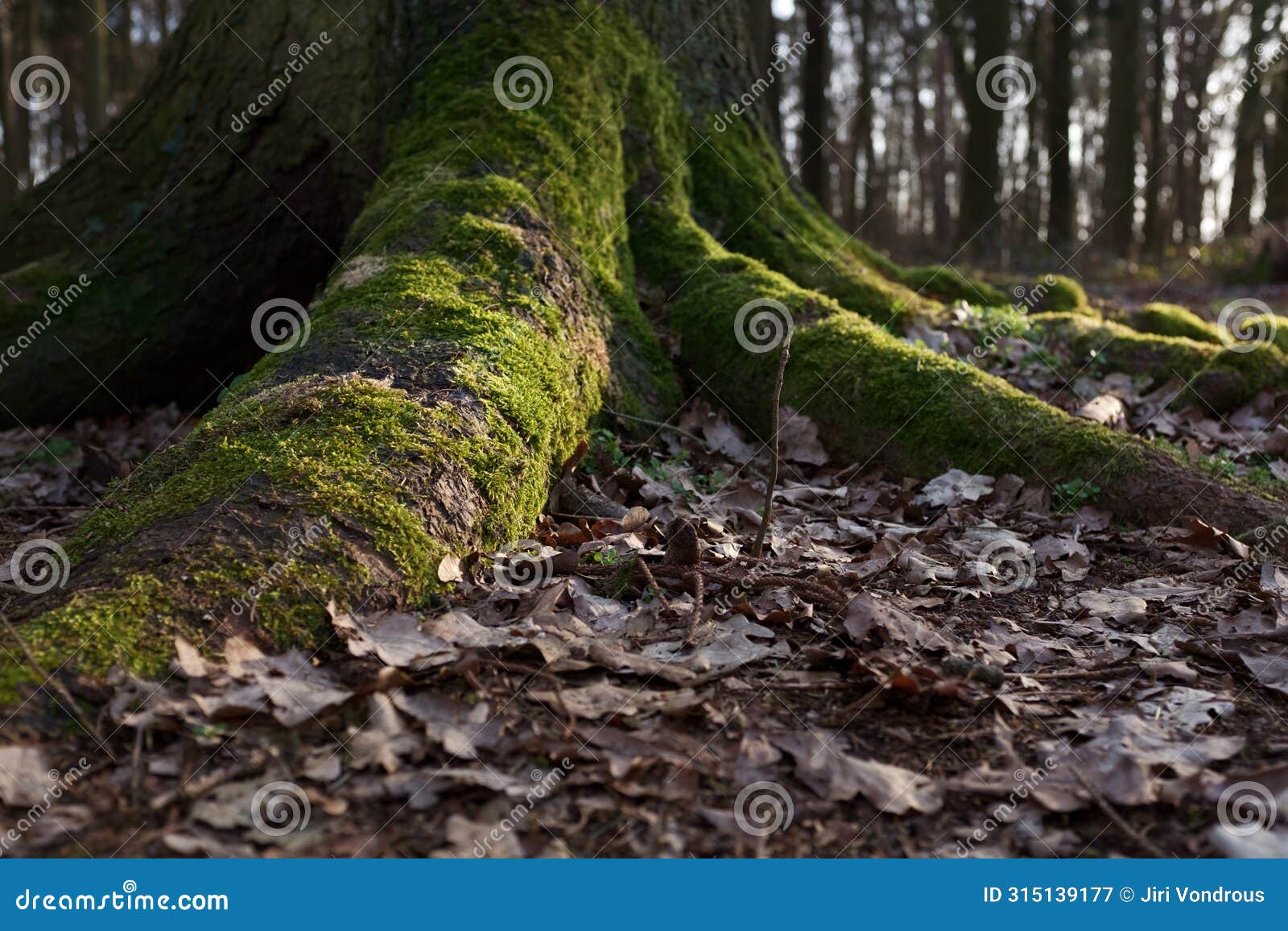 The Trunk and Ground Roots of a Big Old Tree in the Forest Stock Image ...