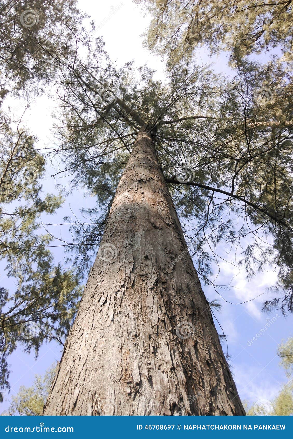 Trunk of high pine tree. stock image. Image of tree, high - 46708697