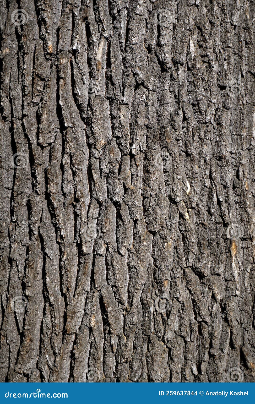The Trunk of a Huge Ash Tree. Beautiful Texture of the Bark of Plants ...
