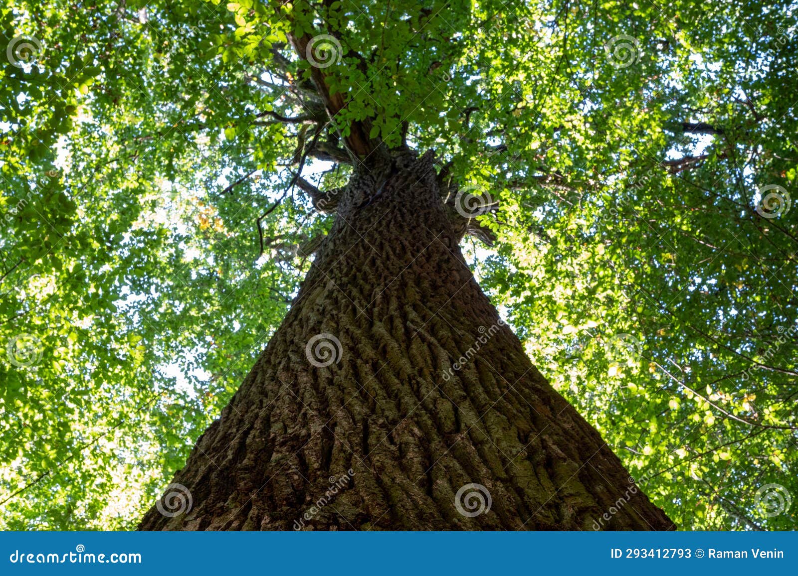 The Trunk of a Huge King Oak in the Forest at Sunrise. Stock Image ...