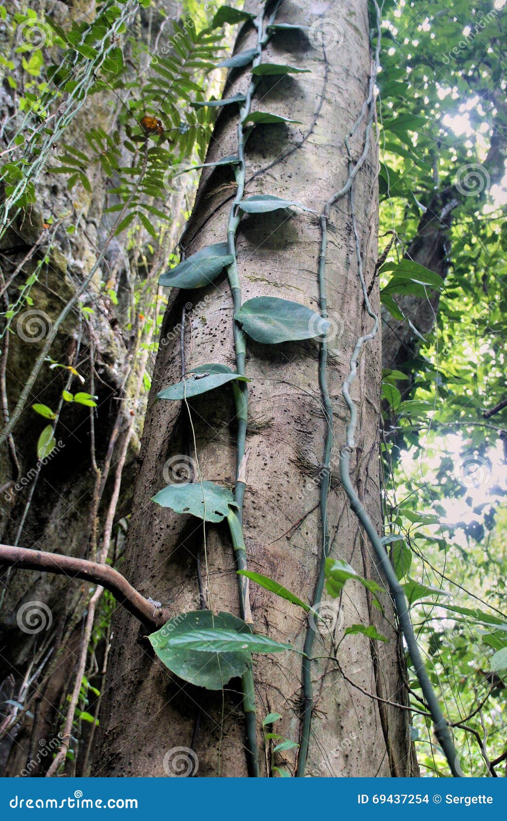 A Huge Tropical Tree. Philippines. Palawan Island. Royalty-Free Stock ...