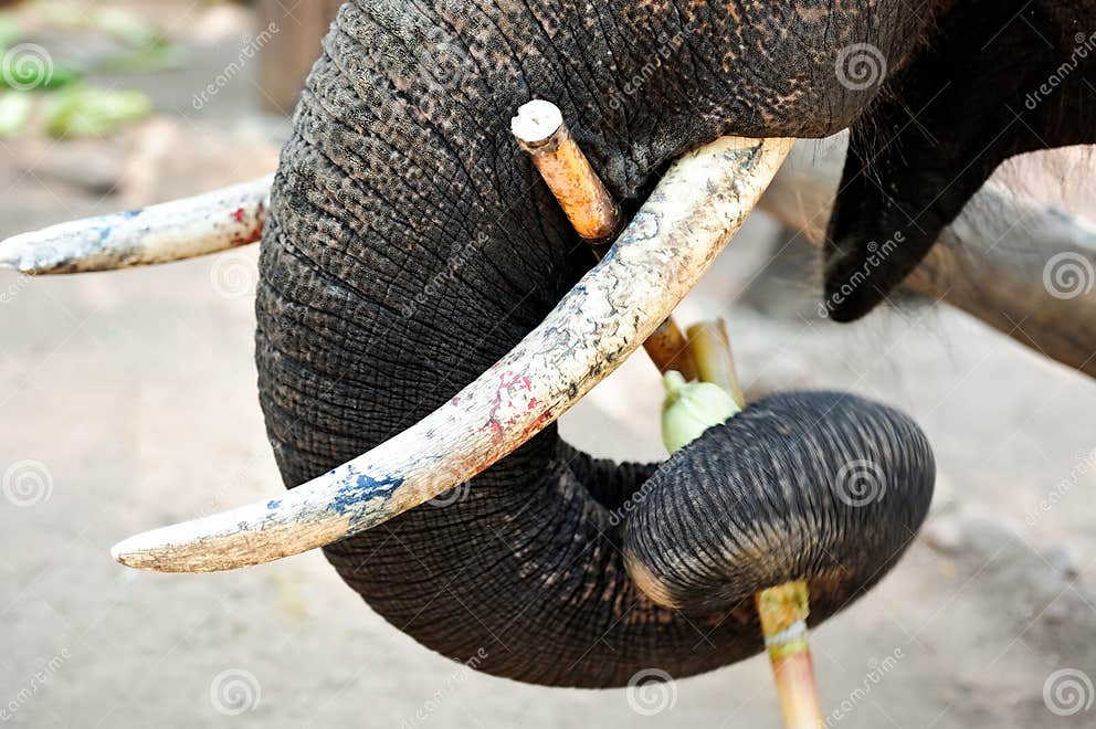 Trunk and ivory stock image. Image of elephant, thailand - 38227067