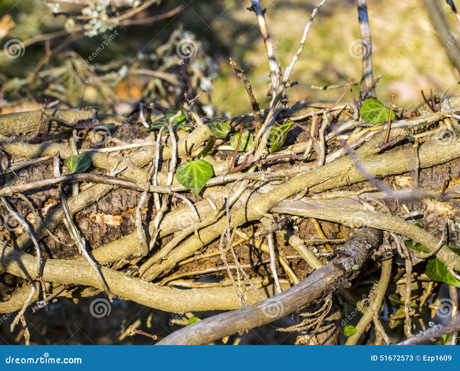Trunk and ivy stock image. Image of leaf, twisted, tree - 51672573