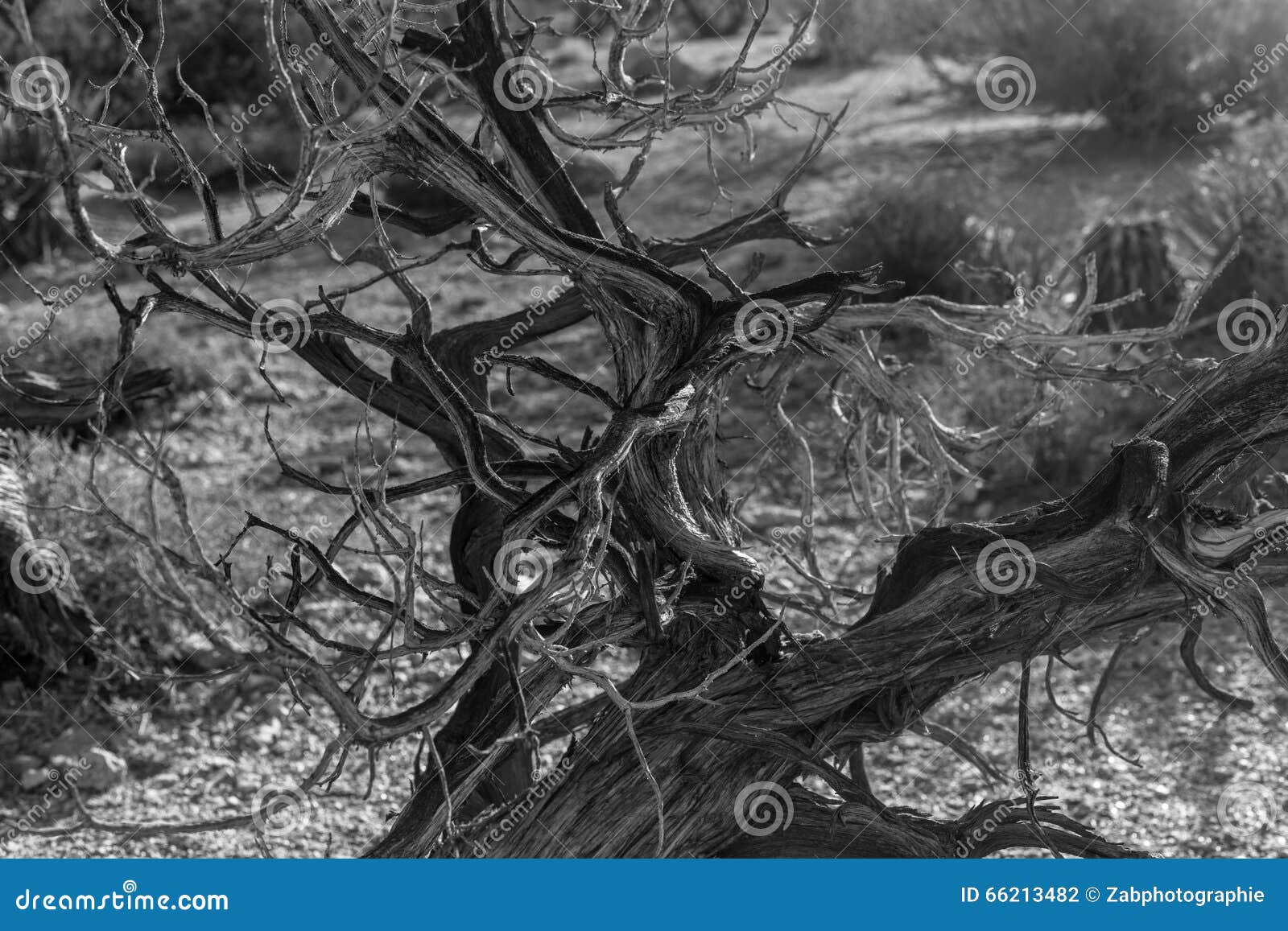 Trunk in Joshua Tree National Park Stock Photo - Image of park, plant ...