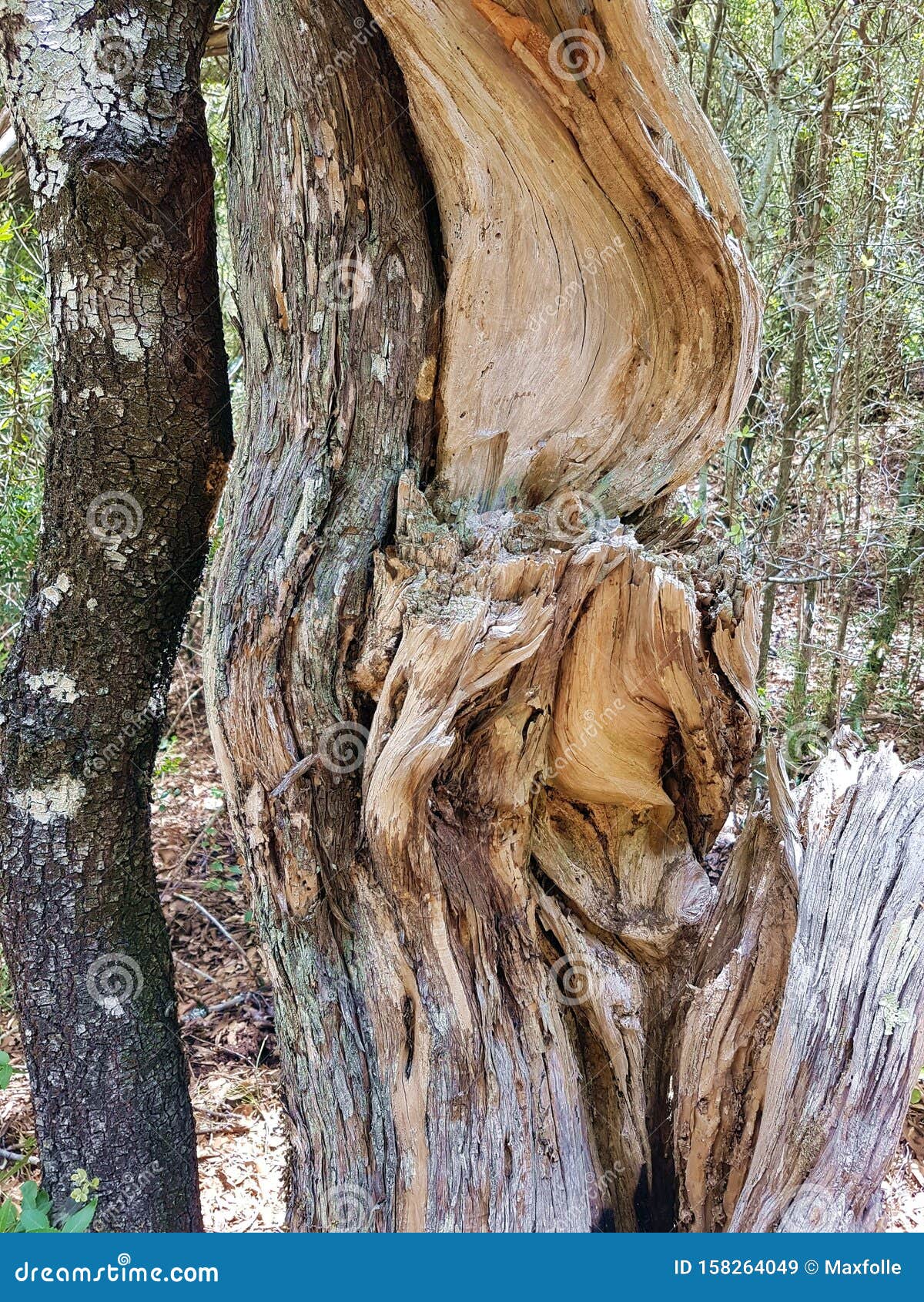 The Trunk of a Juniper during an Excursion Stock Image - Image of park ...