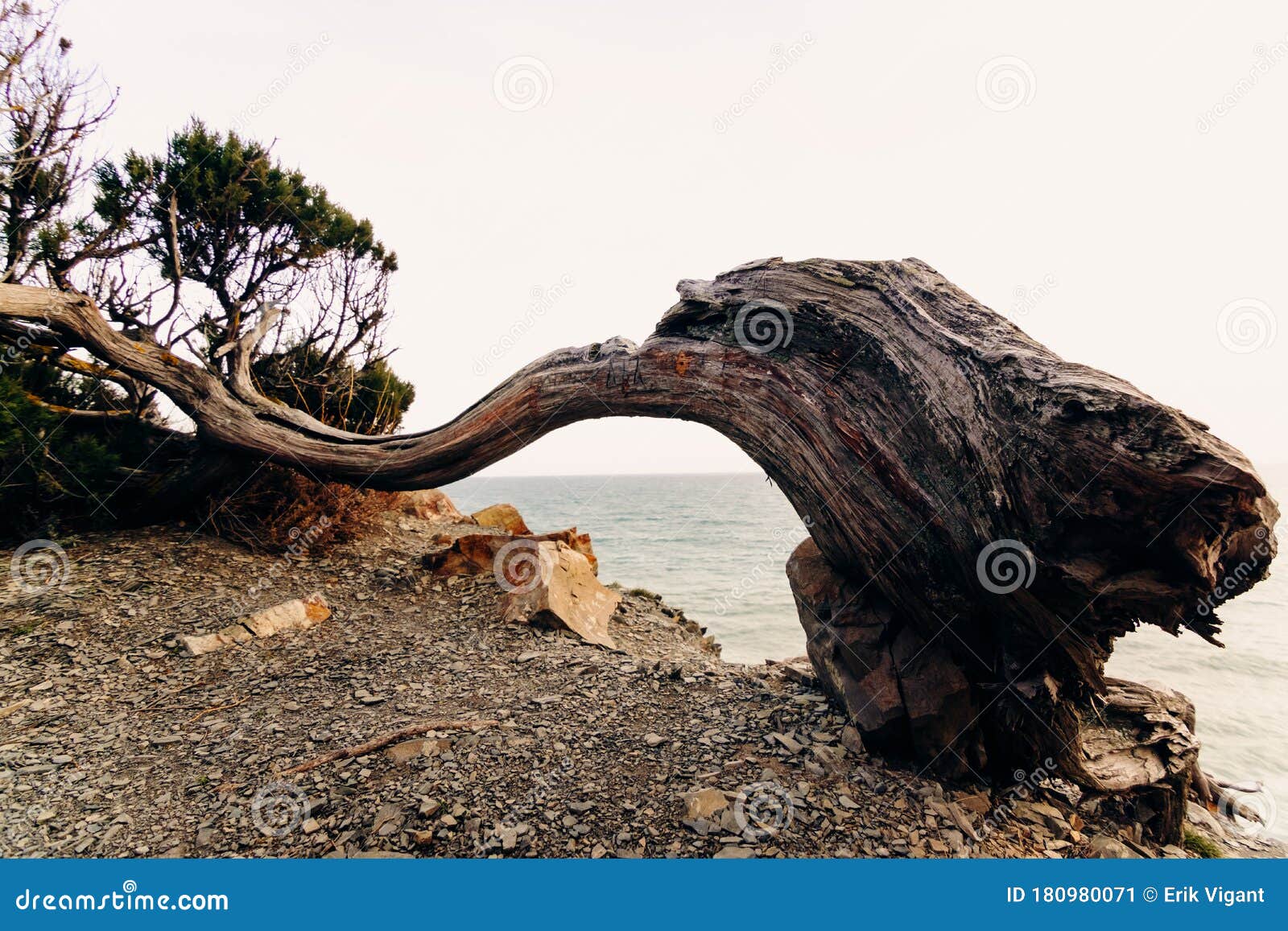 A Trunk of a Juniper Tree Deformed by Gusts of Wind with a Split from ...