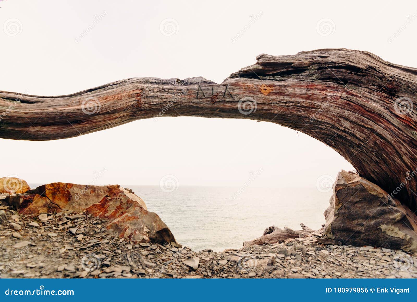 A Trunk of a Juniper Tree Deformed by Gusts of Wind Stock Photo - Image ...