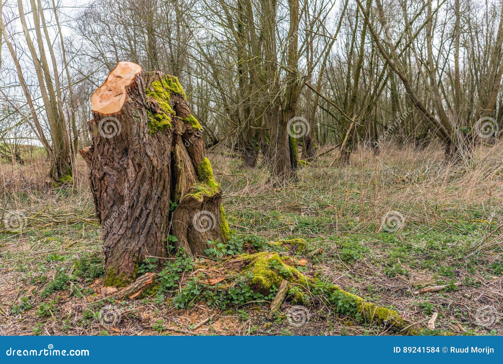 Trunk of a Just Pruned Willow Tree Overgrown with Green Moss Stock ...