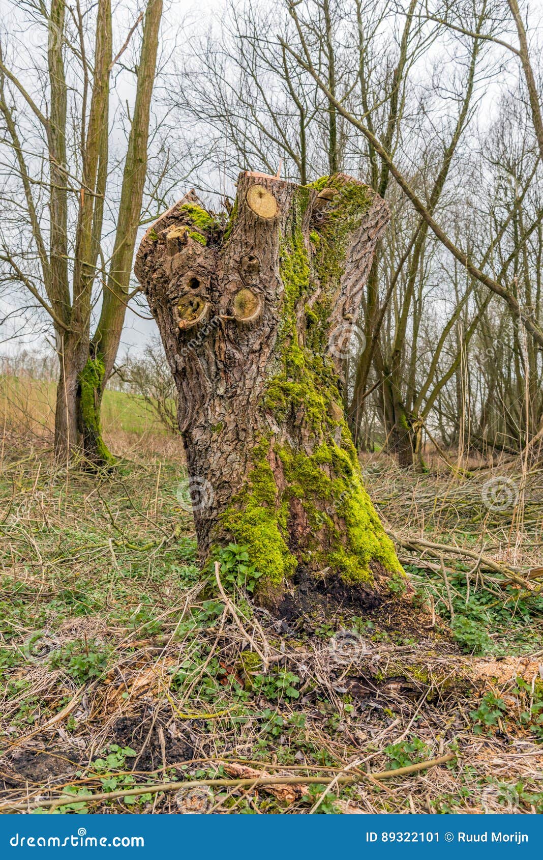 Trunk of a Just Pruned Willow Tree Overgrown with Green Moss Stock ...