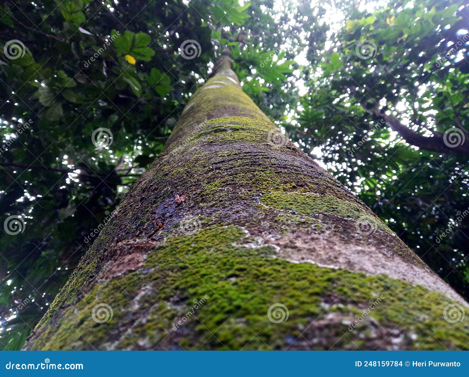 Trunk of kecapi tree stock photo. Image of plant, tree - 248159784