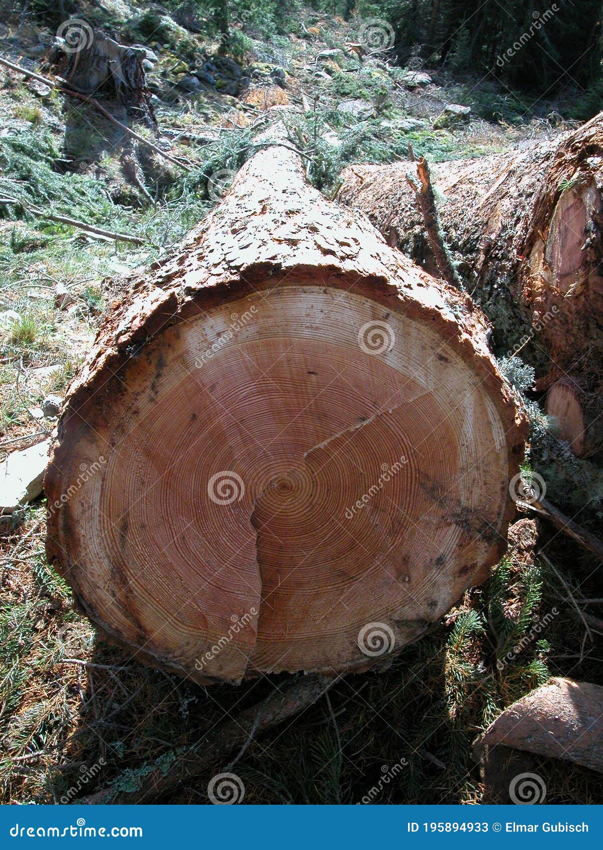 Trunk of a Larch Tree after Felling Stock Image - Image of conservation ...