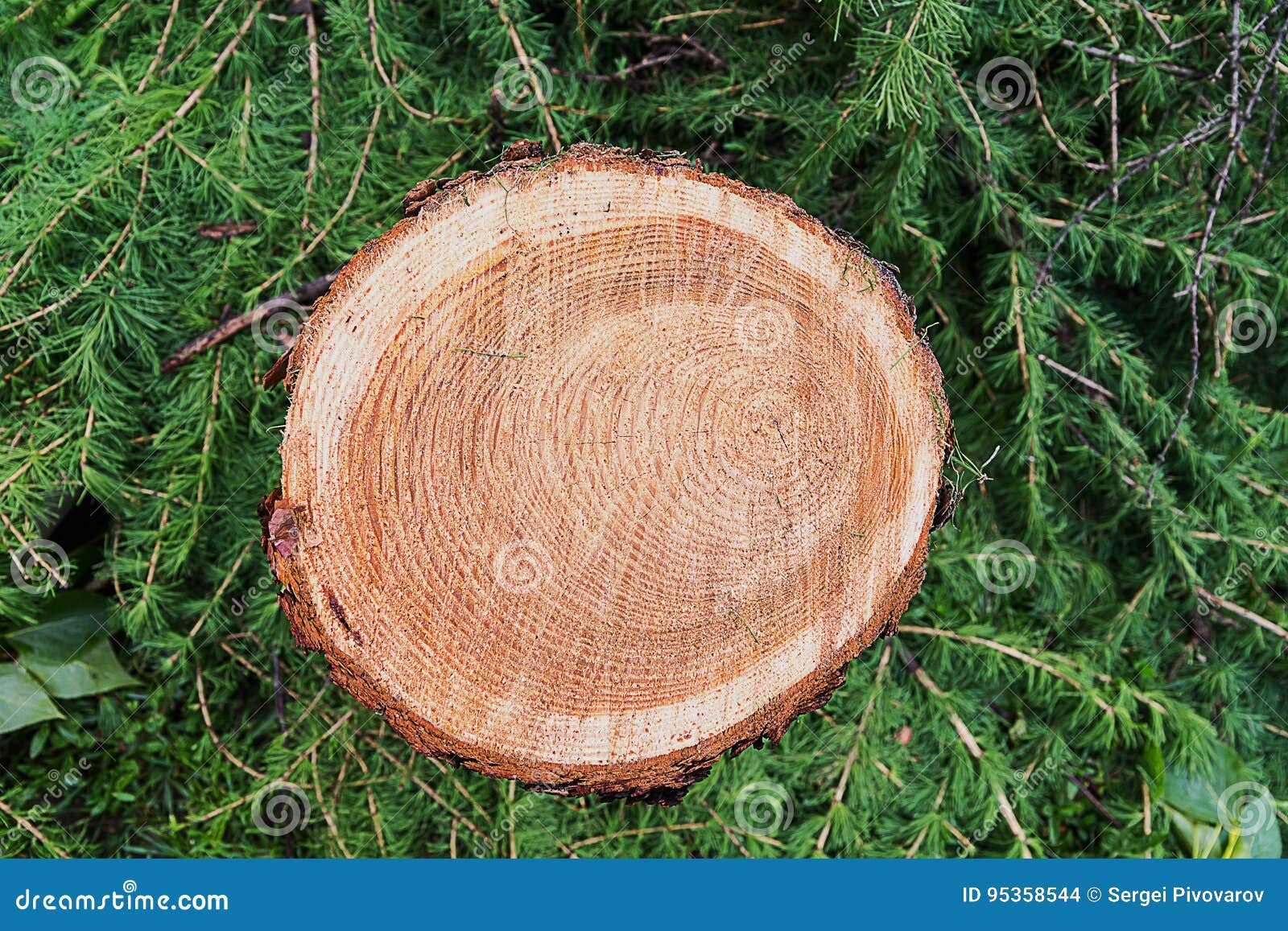 Trunk of a Larch Tree with a Pattern of Circles on a Cut Against the ...