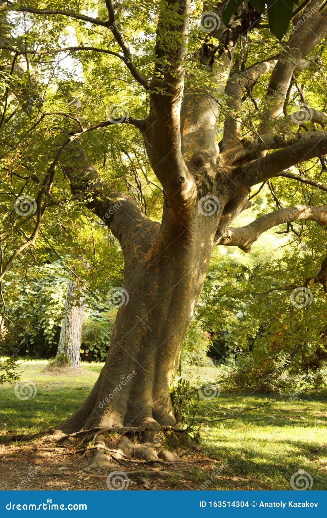 The Trunk of a Large Ancient Tree in the Park in the Sunlight Stock ...