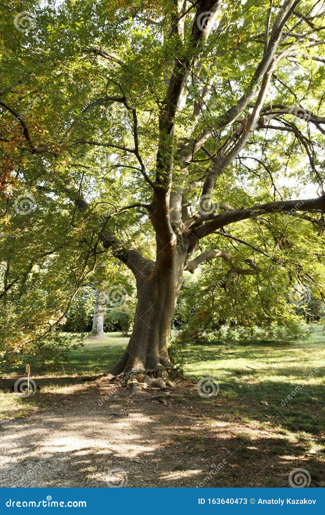 The Trunk of a Large Ancient Tree in the Park in the Sunlight Stock ...