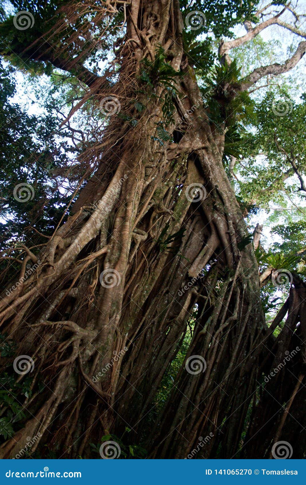 A Trunk of a Large Banyan Tree in Tonga Stock Photo - Image of forest ...