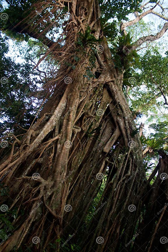 A Trunk of a Large Banyan Tree in Tonga Stock Photo - Image of forest ...