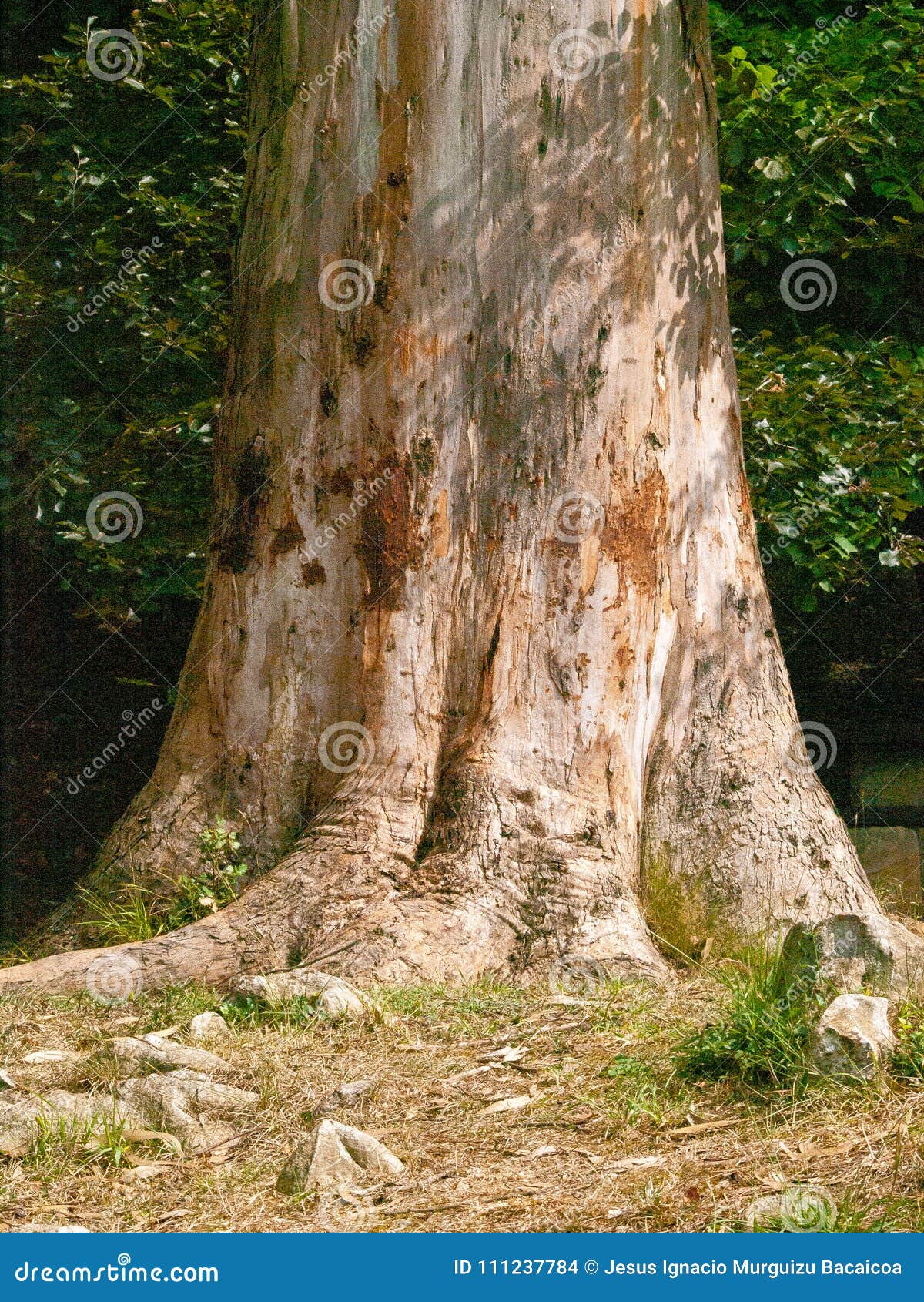 Trunk of a Large Beech Tree Stock Photo - Image of beech, detail: 111237784