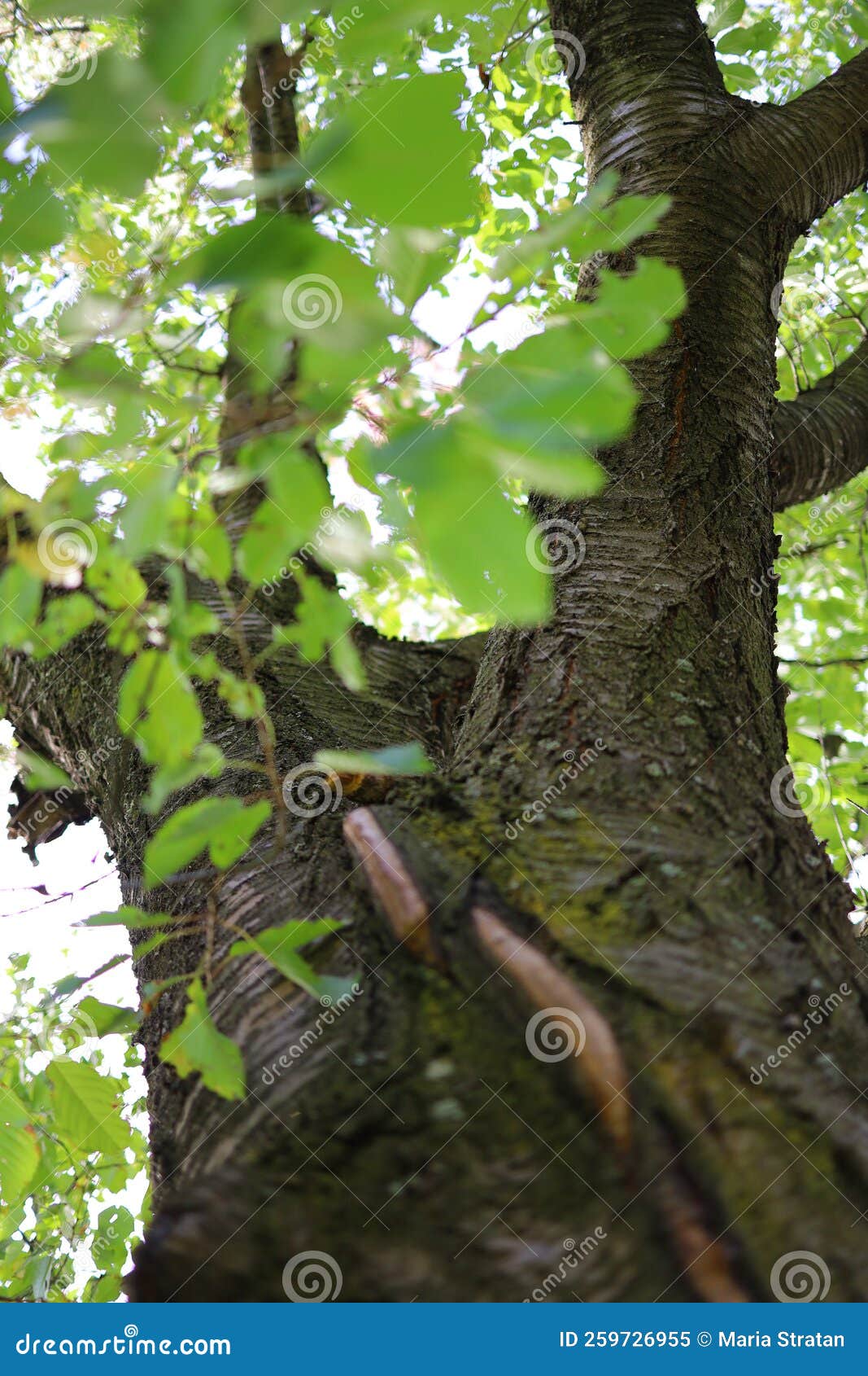 The Trunk of a Large Branched Tree Stock Image - Image of branch ...