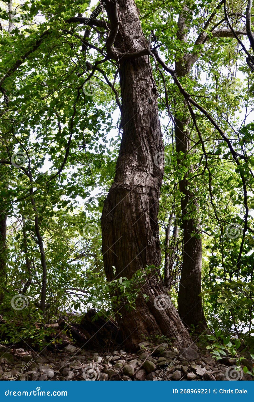 Trunk of Large Curvy Tree Along Water’s Edge Trail Stock Image - Image ...