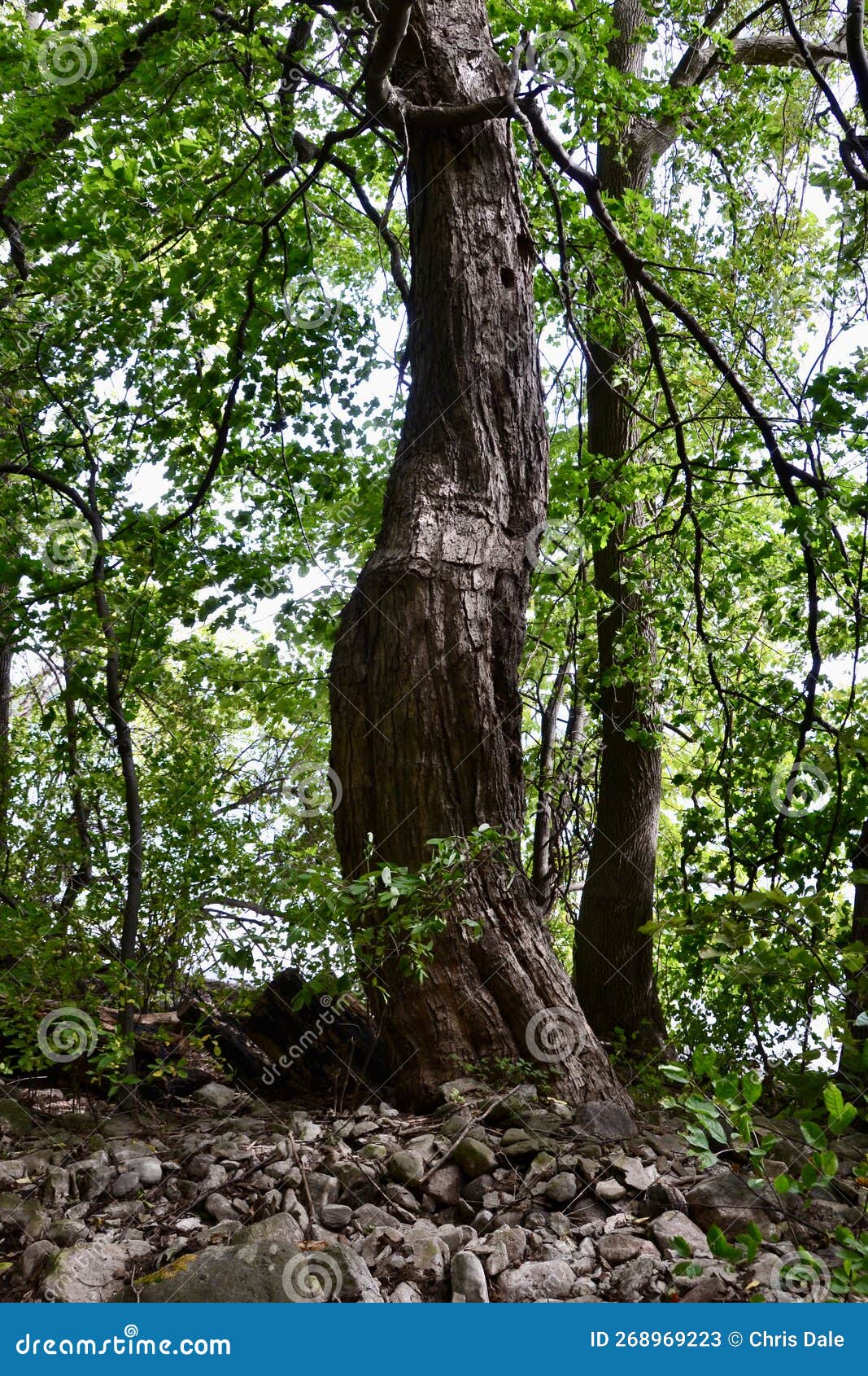 Trunk of Large Curvy Tree Along Water’s Edge Trail Stock Image - Image ...
