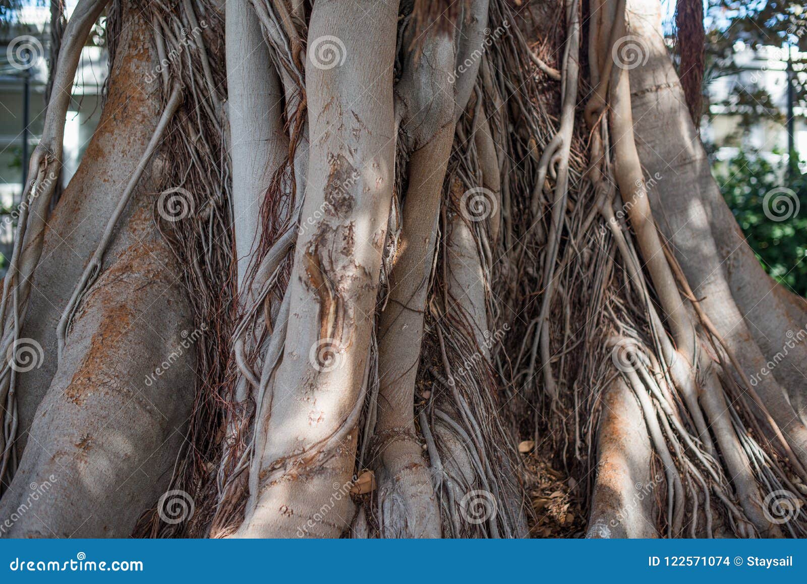 The Trunk of a Large Ficus Tree. Stock Photo - Image of long ...
