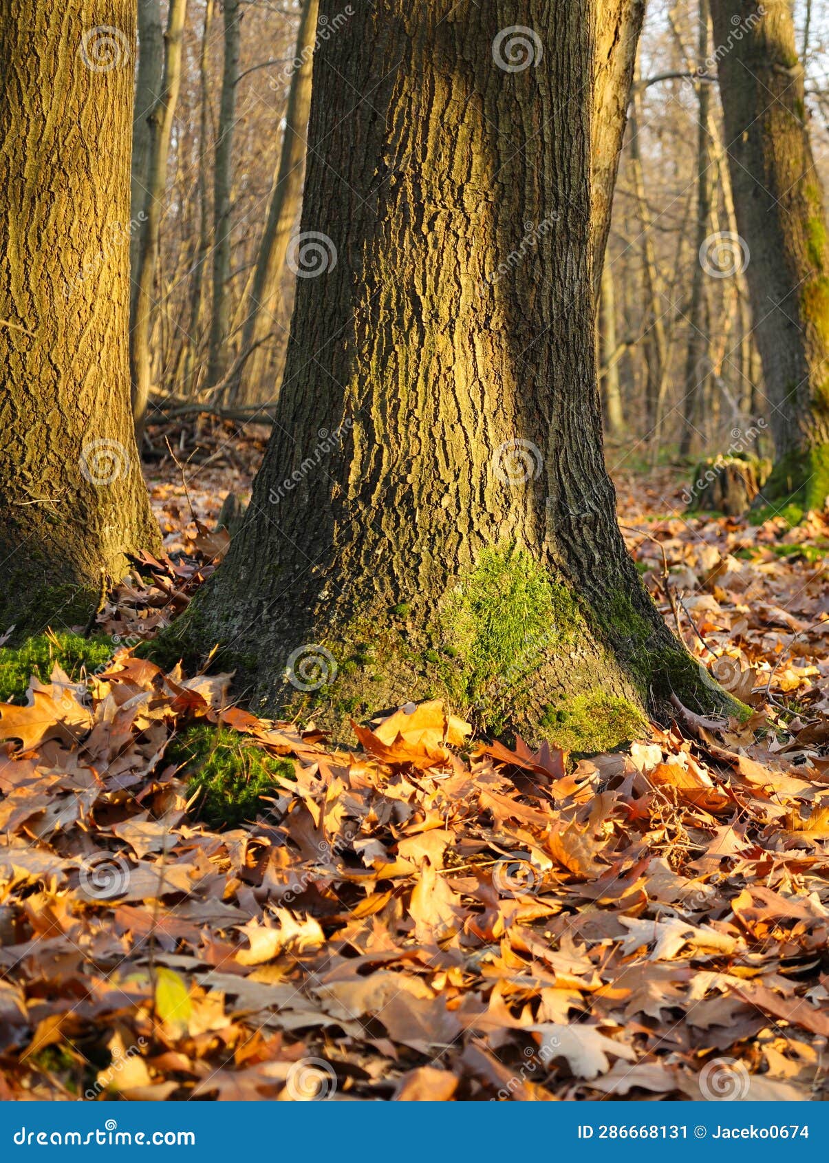 The Trunk of a Large Handsome Tree Stock Image - Image of warm, foliage ...