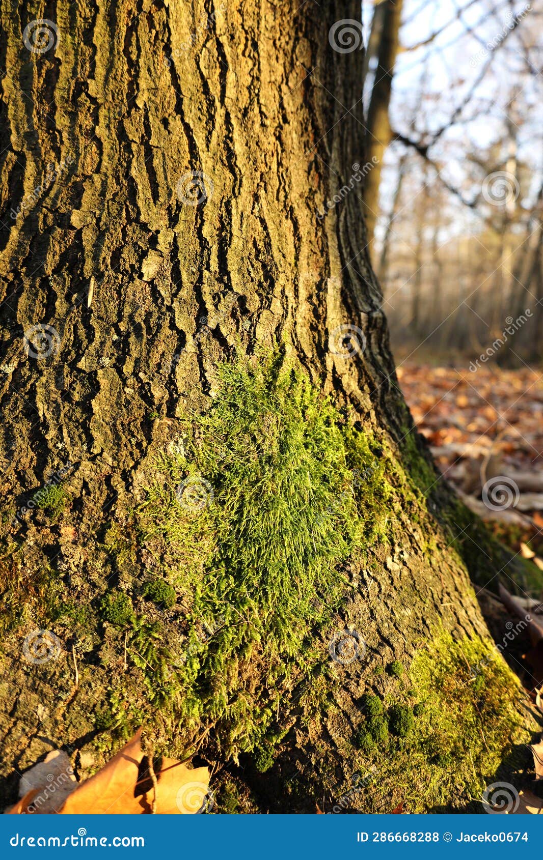 The Trunk of a Large Handsome Tree Stock Photo - Image of autumn ...