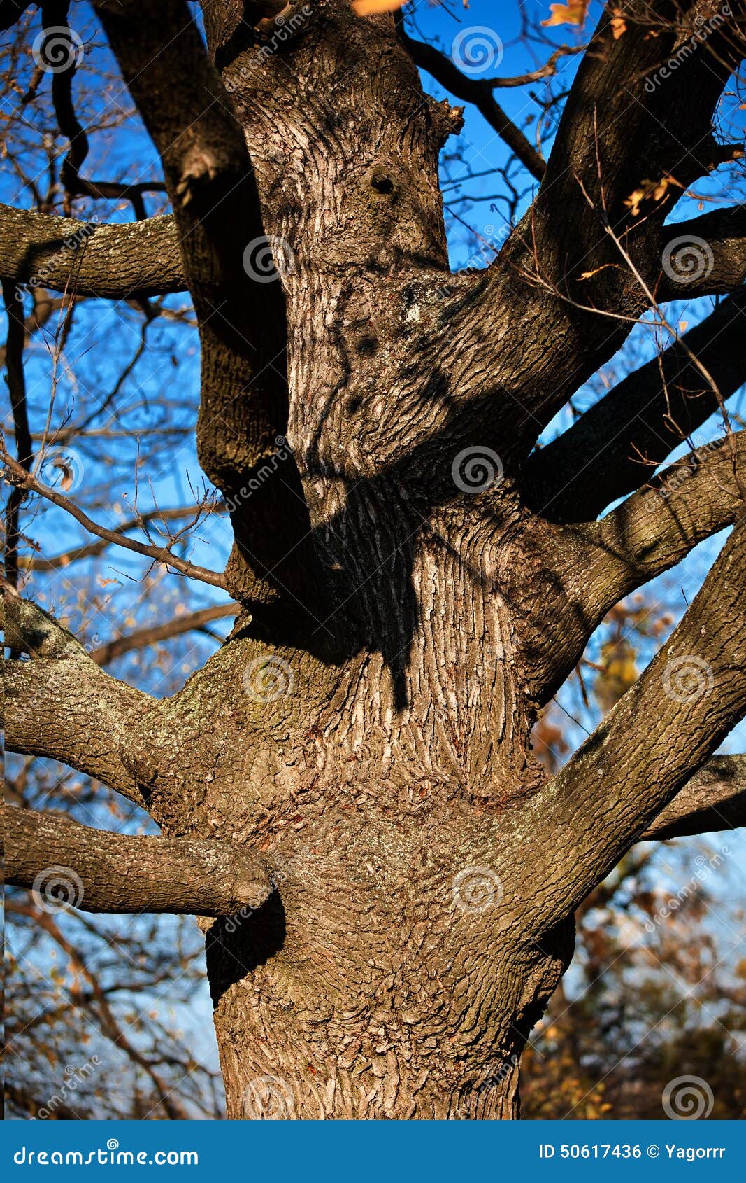 The trunk of a large oak stock photo. Image of branches - 50617436