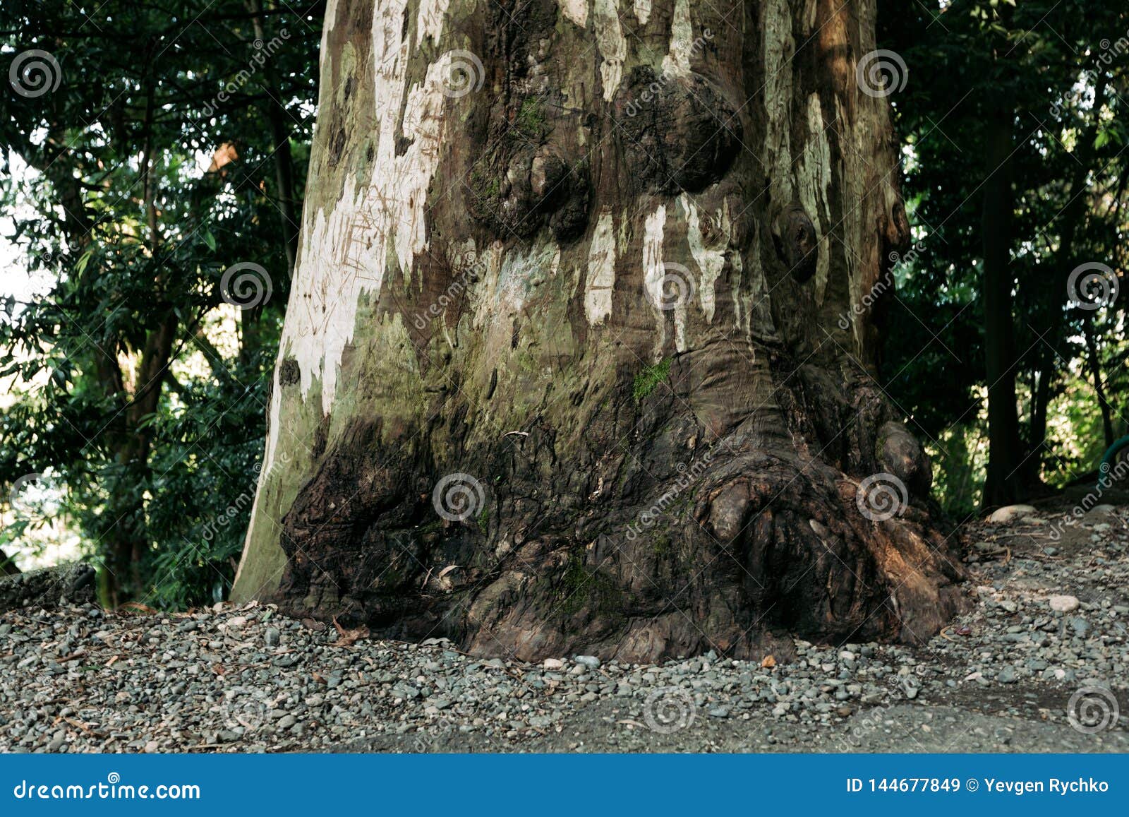 Trunk of a large old tree stock image. Image of landscape - 144677849