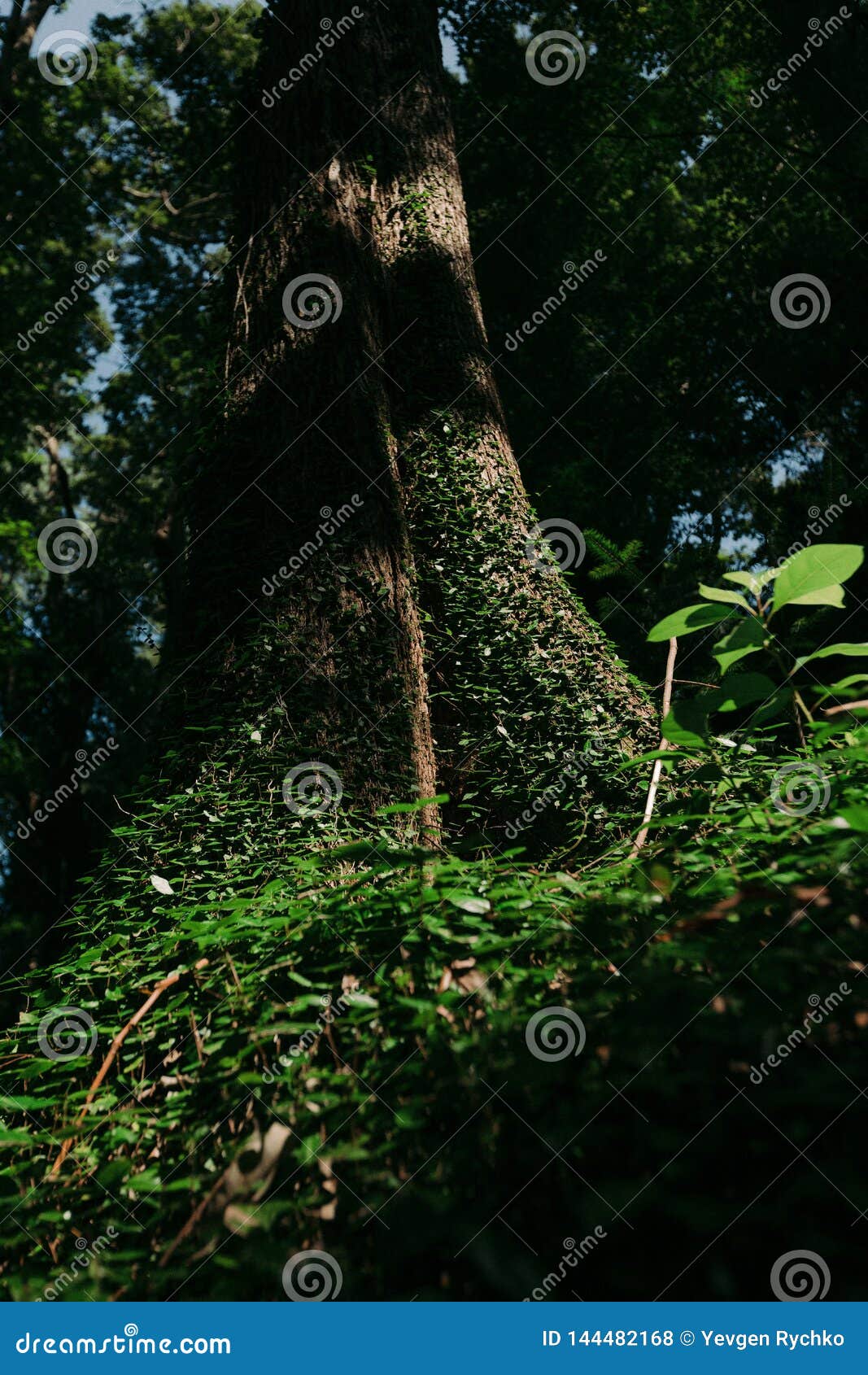 Trunk of a large old tree stock photo. Image of giant - 144482168