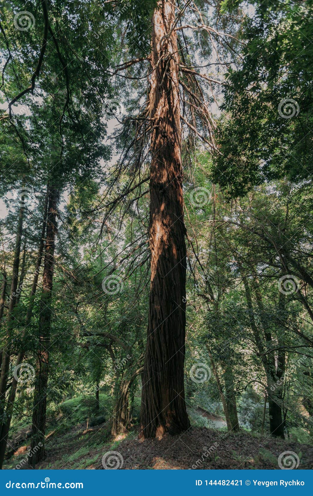 Trunk of a large old tree stock image. Image of root - 144482421