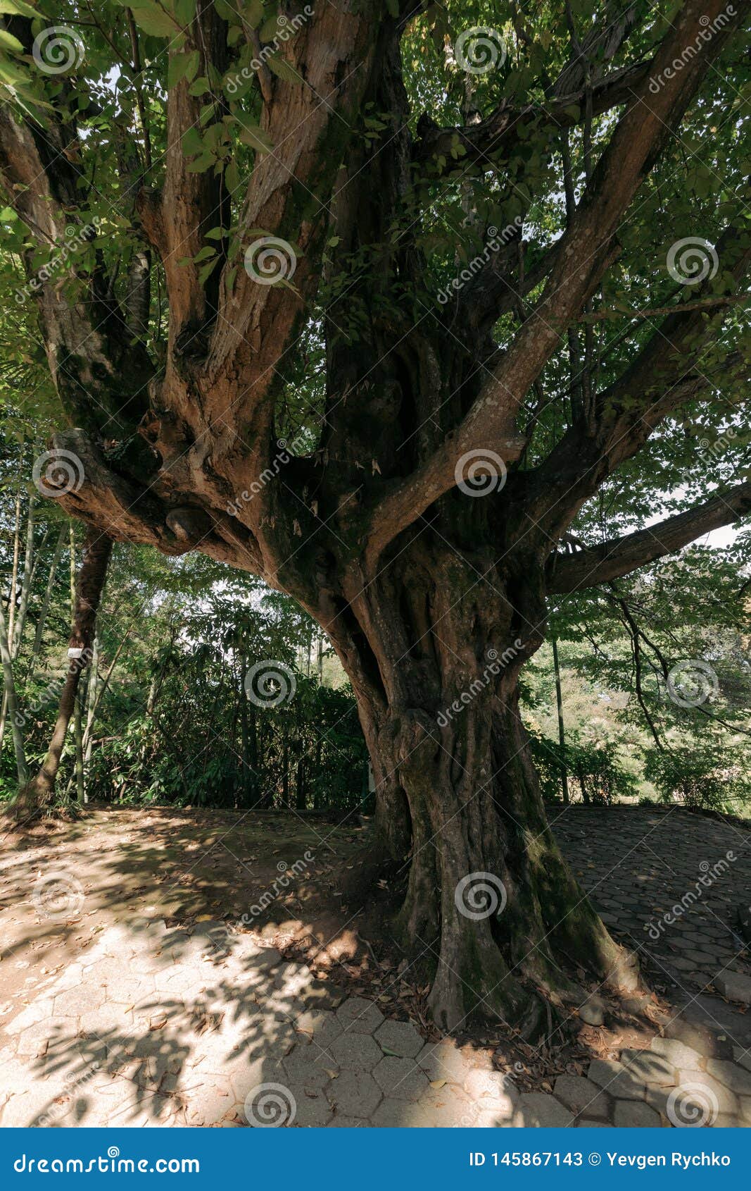 Trunk of a large old tree stock image. Image of environment - 145867143