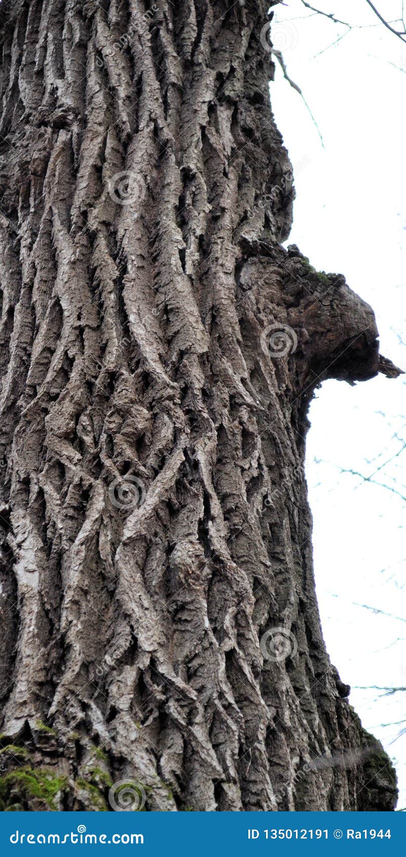 The Trunk of a Large Tree. Bark Close Up Stock Image - Image of grain ...