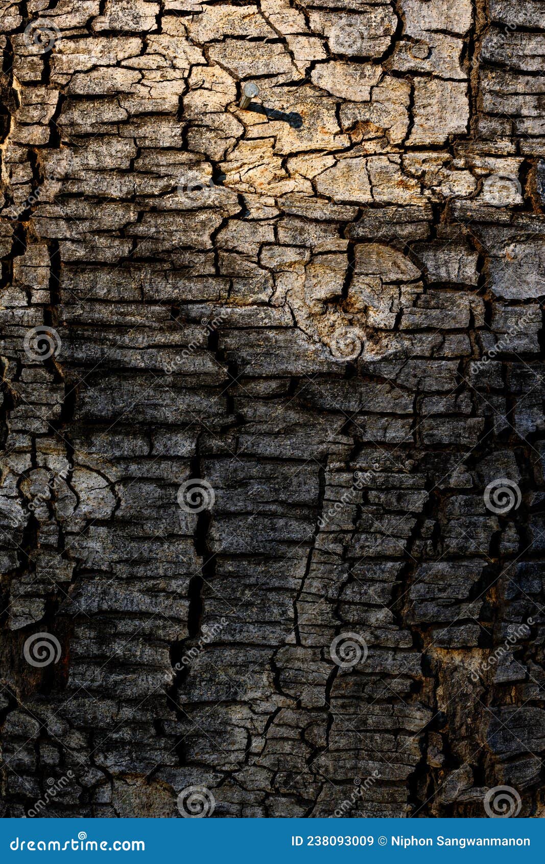 The Cracked Tree To Use As a Background Image Stock Image - Image of ...