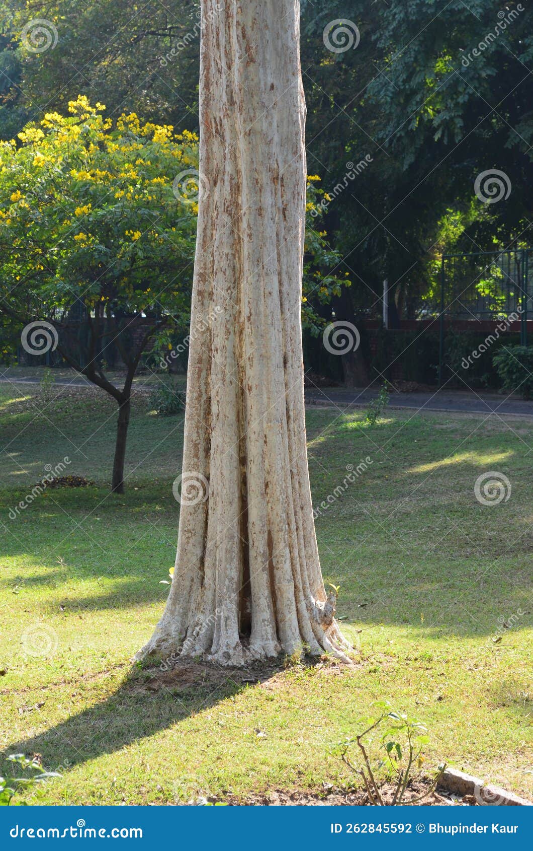Trunk of a Large Tree in the Image in Rose Garden Chandigarh India ...